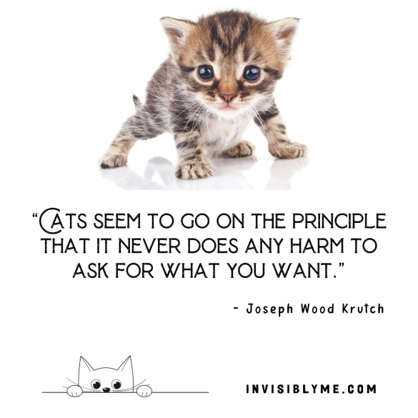17 Cat Quotes That Explain The Feline Way Of Life - Invisibly Me